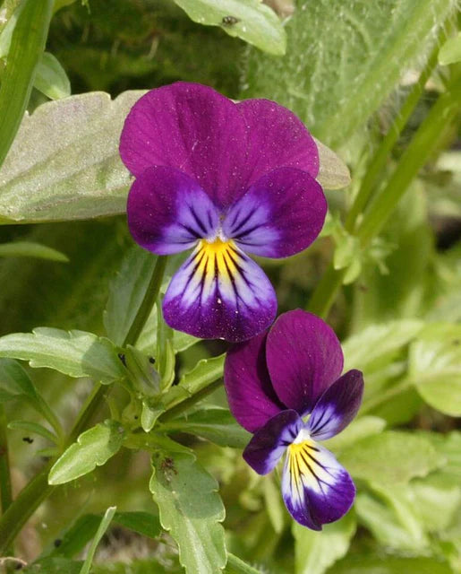 FL3411 Johnny-Jump Up Viola – Hydro-Lite Hydroponics