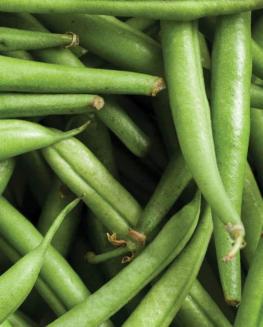 BN101 Strike Bush Bean – Hydro-Lite Hydroponics