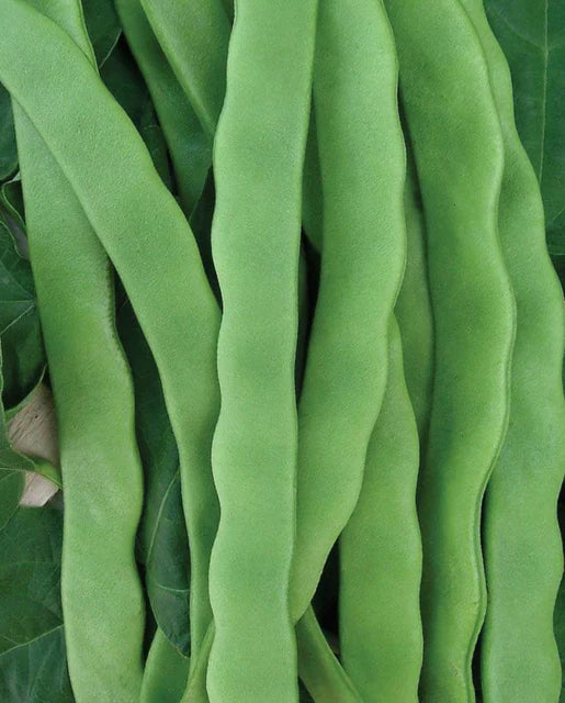 BN172 Hilda Romano Pole Beans – Hydro-Lite Hydroponics