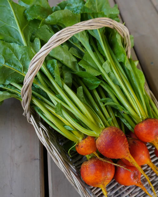 BT170 Beets Golden Boy – Hydro-Lite Hydroponics