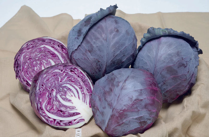 CB235 Cabbage Ruby Ball – Hydro-Lite Hydroponics