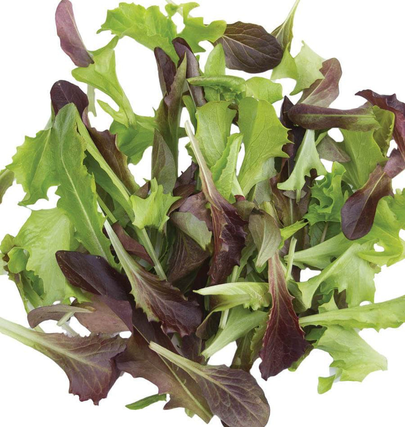 LT502 Fast & Furious Blend Lettuce – Hydro-Lite Hydroponics