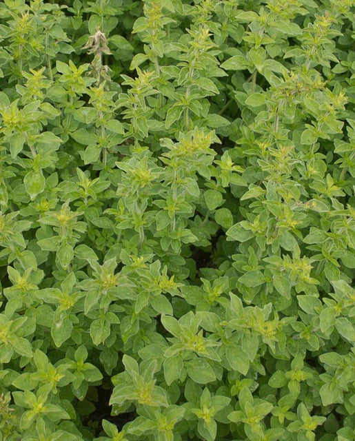 HR1116 Greek Oregano – Hydro-Lite Hydroponics