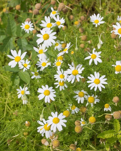HR1057 German Chamomile – Hydro-Lite Hydroponics