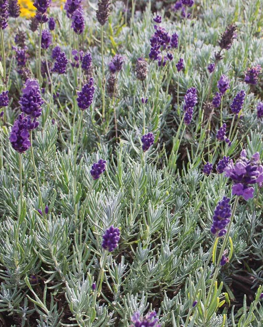 HR1096 Lavender Dwarf Munstead – Hydro-Lite Hydroponics