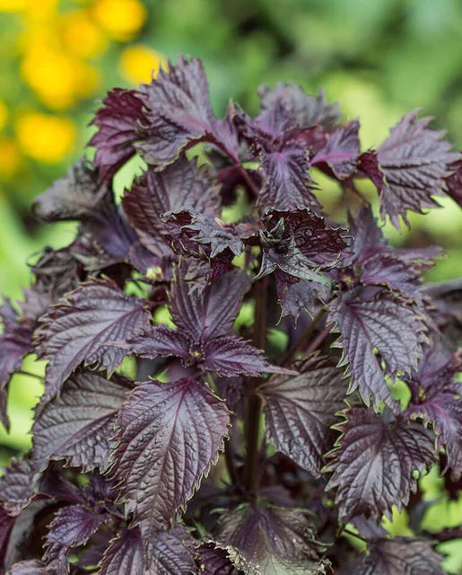HR1156 Shiso Red Perilla – Hydro-Lite Hydroponics