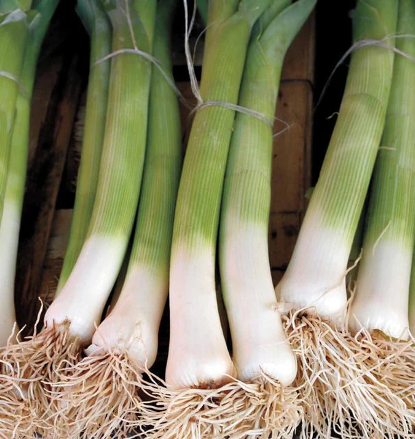 LK443 Leeks Alto Organic – Hydro-Lite Hydroponics