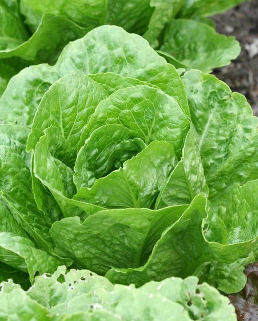 LT540 Costal Star Lettuce – Hydro-Lite Hydroponics