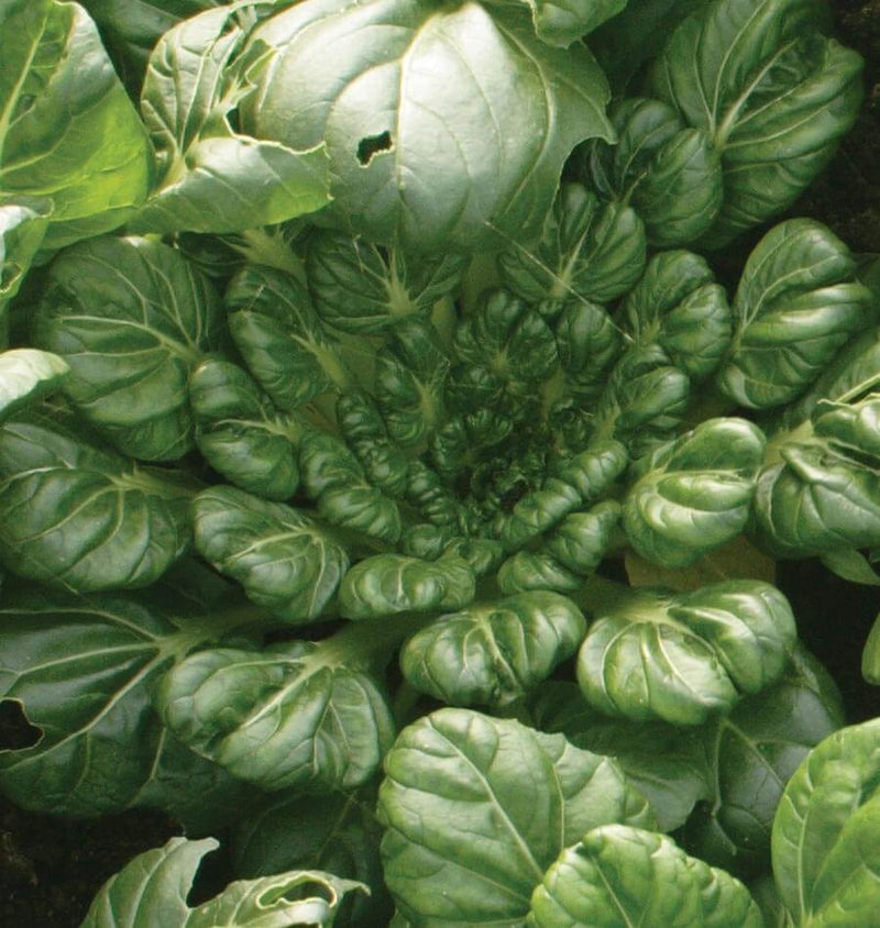 MU545 Bok Choi Tah Tsai – Hydro-Lite Hydroponics
