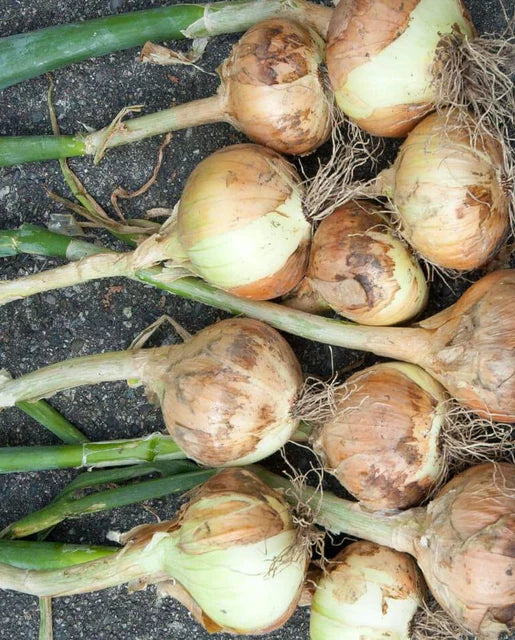 ON565 Walla Walla Sweet Onions – Hydro-Lite Hydroponics