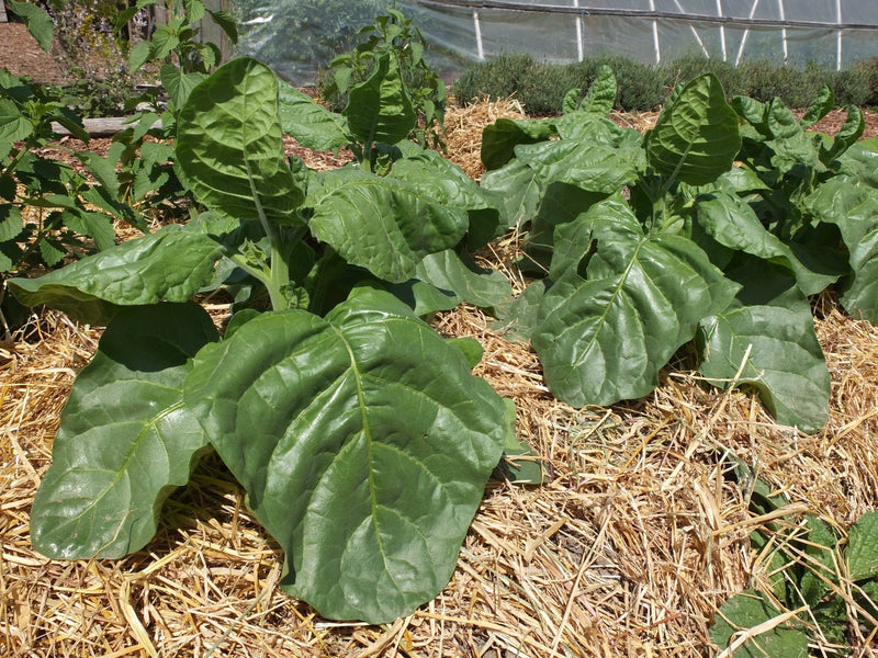 Rustica Seeds Aztec Mapacho 1000 Year Old Tobacco – Hydro-Lite Hydroponics