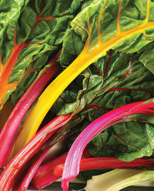 SW753 Celebration Swiss Chard – Hydro-Lite Hydroponics