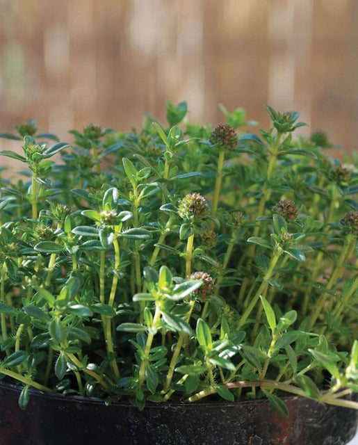 HR1137 Summer Savory – Hydro-Lite Hydroponics