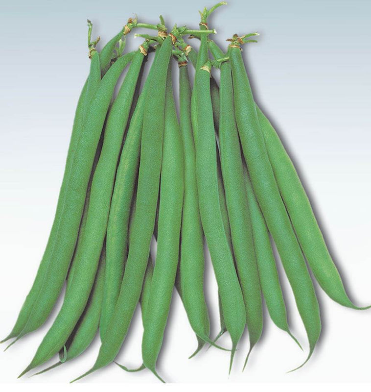 BN118 Masai Bush Beans – Hydro-Lite Hydroponics
